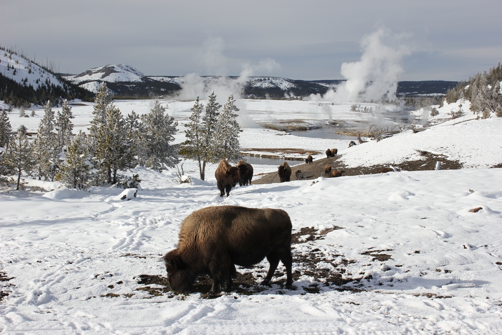 Yellowstone National Park - Jackson Hole Central Reservations